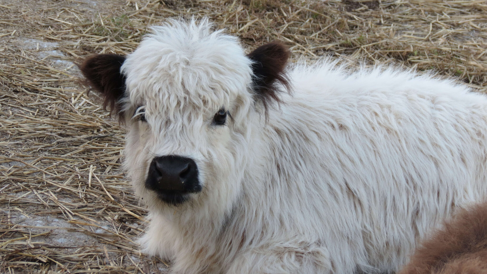 Home - Cute Cattle Company